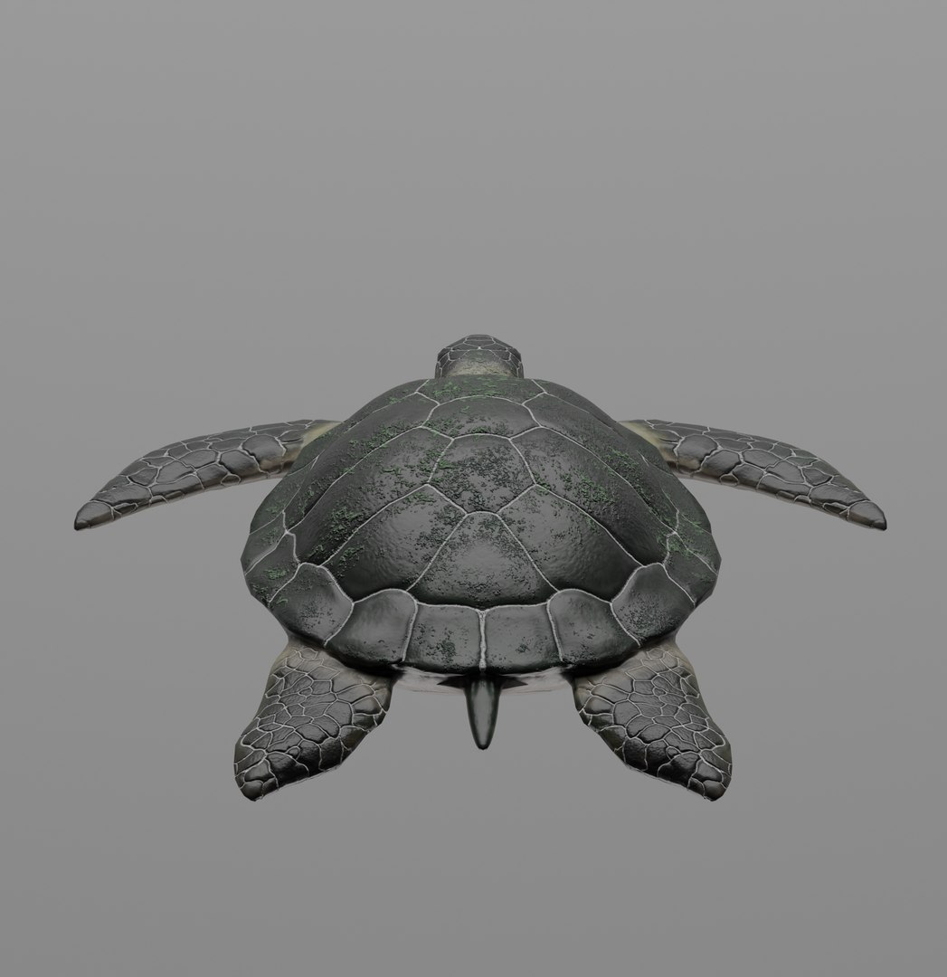3D Model Sea Turtle - TurboSquid 2122261