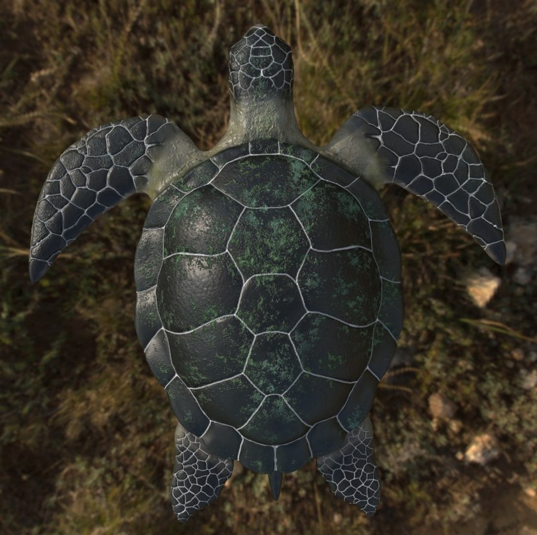 3D model Tortuga marina - TurboSquid 2122261
