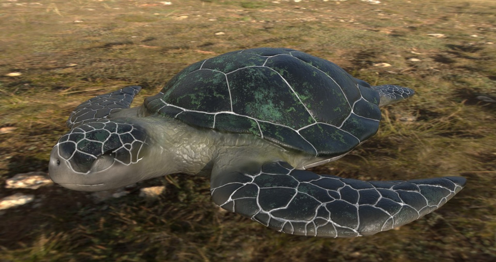 3D model Tortuga marina - TurboSquid 2122261