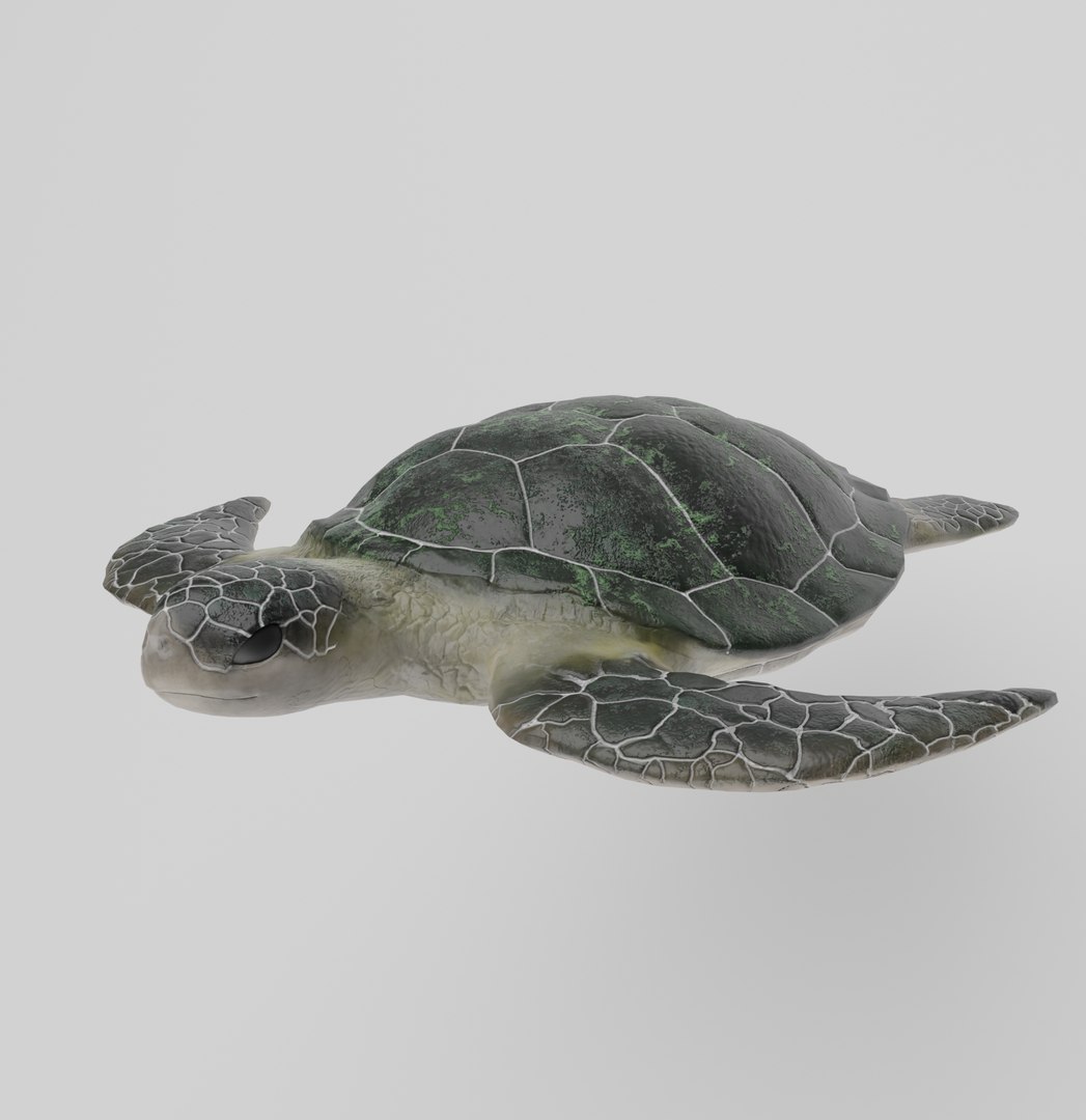 3D model sea turtle - TurboSquid 2122261