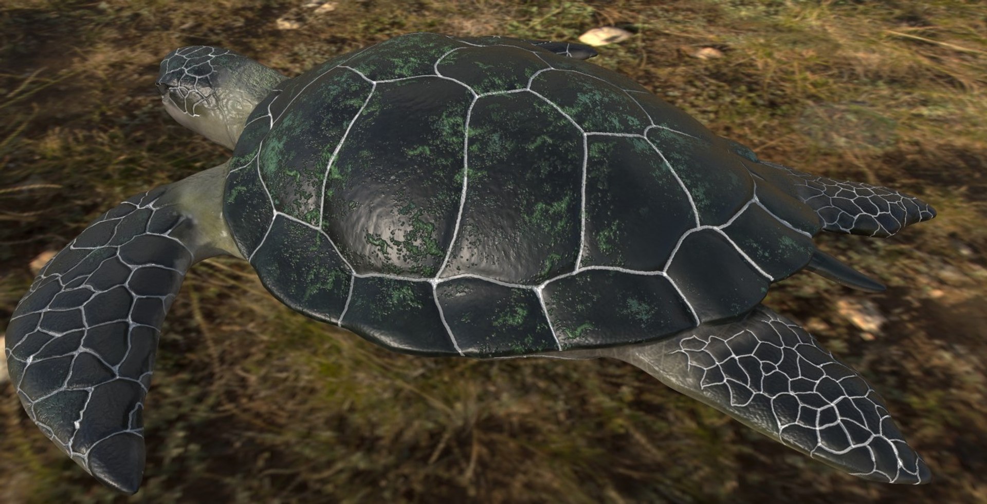 3D model Tortuga marina - TurboSquid 2122261