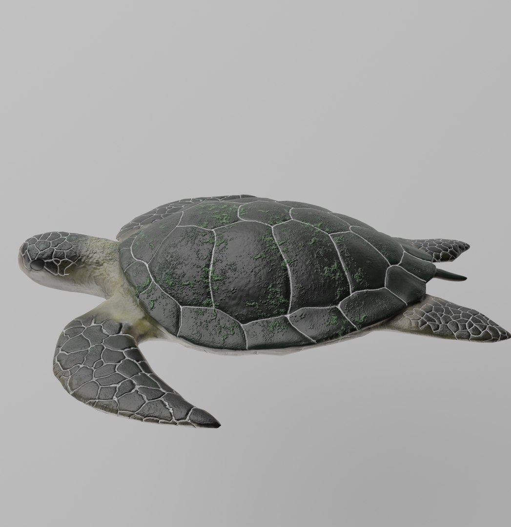 3D Model Sea Turtle - TurboSquid 2122261
