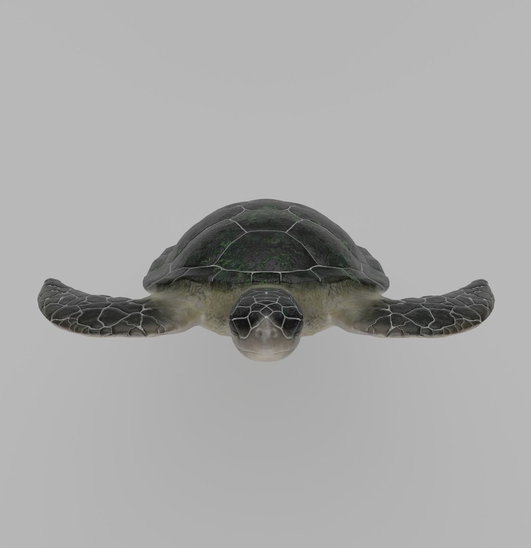 3D Model Sea Turtle - TurboSquid 2122261