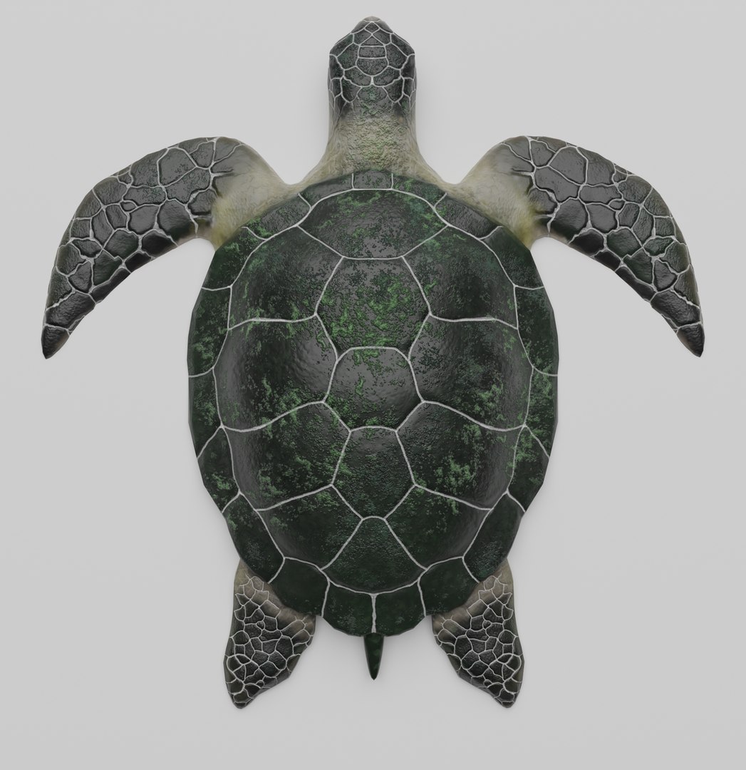 3D Model Sea Turtle - TurboSquid 2122261