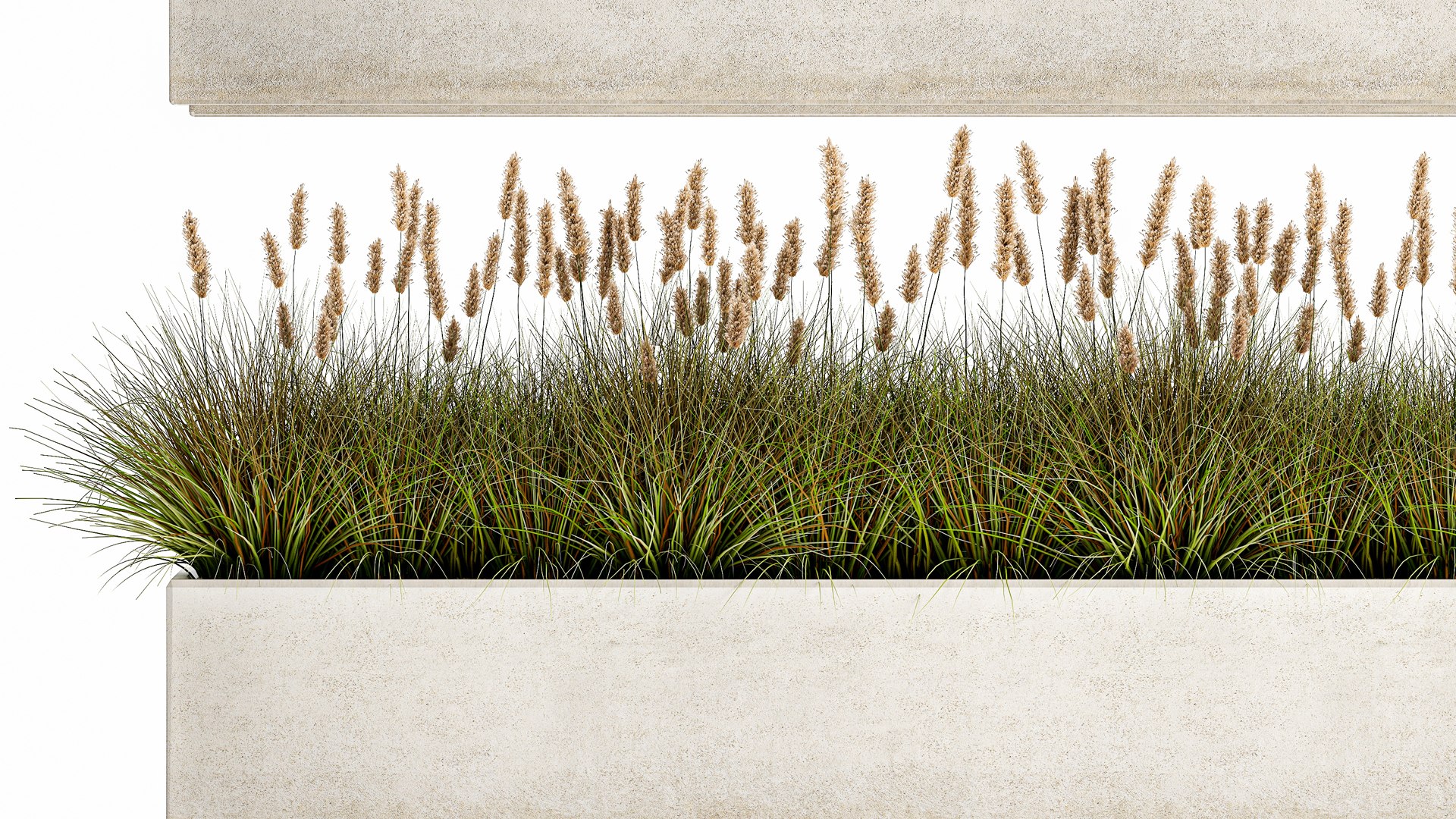 Potted Reeds For Landscaping 1075 3D Model - TurboSquid 1816925