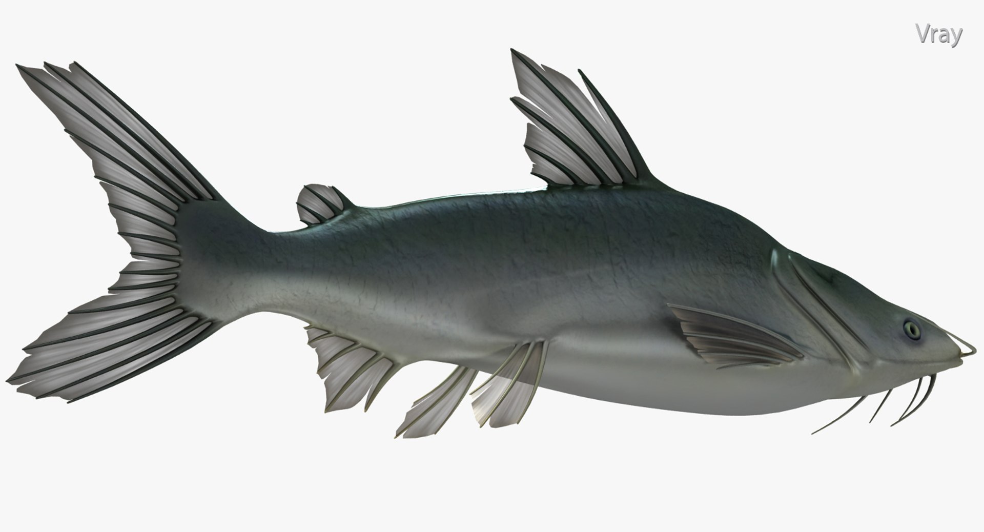 Sea catfish model - TurboSquid 1201099