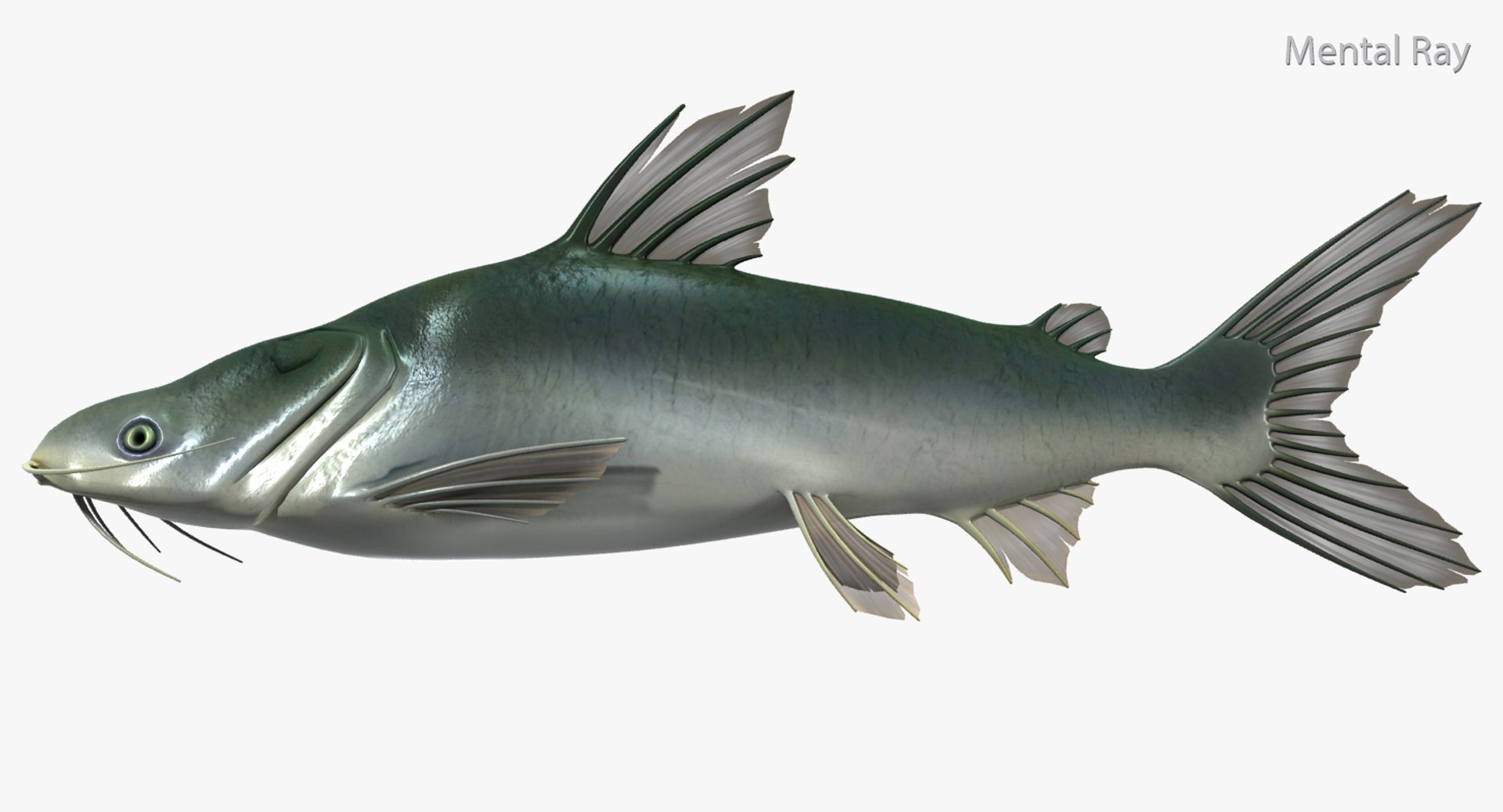 Sea catfish model - TurboSquid 1201099