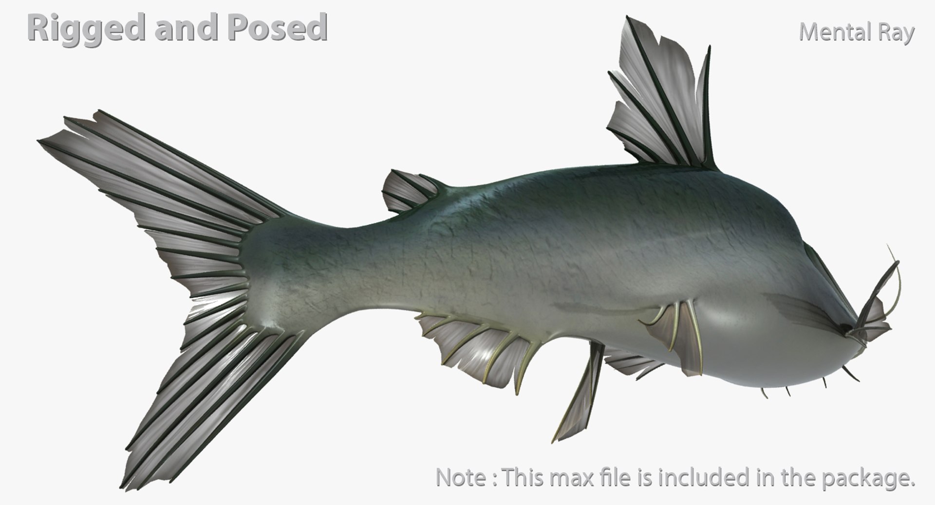 Sea catfish model - TurboSquid 1201099