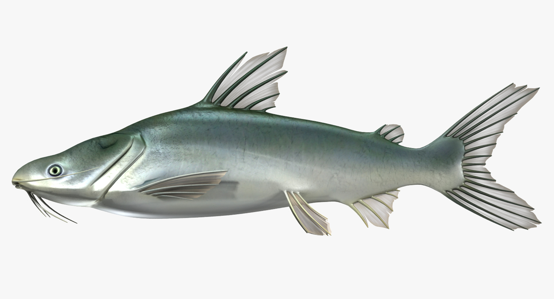 Sea catfish model - TurboSquid 1201099