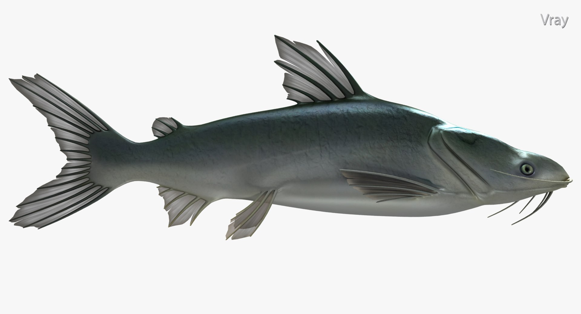 Sea catfish model - TurboSquid 1201099