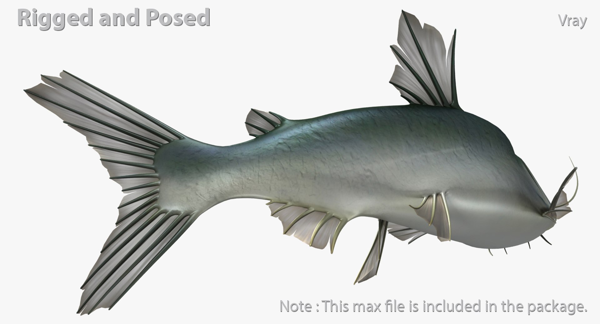 Sea catfish model - TurboSquid 1201099