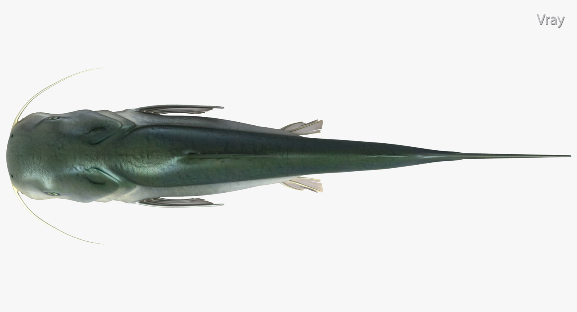 Sea catfish model - TurboSquid 1201099