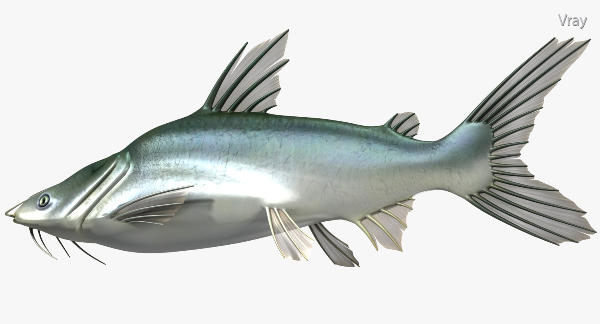 Sea catfish model - TurboSquid 1201099