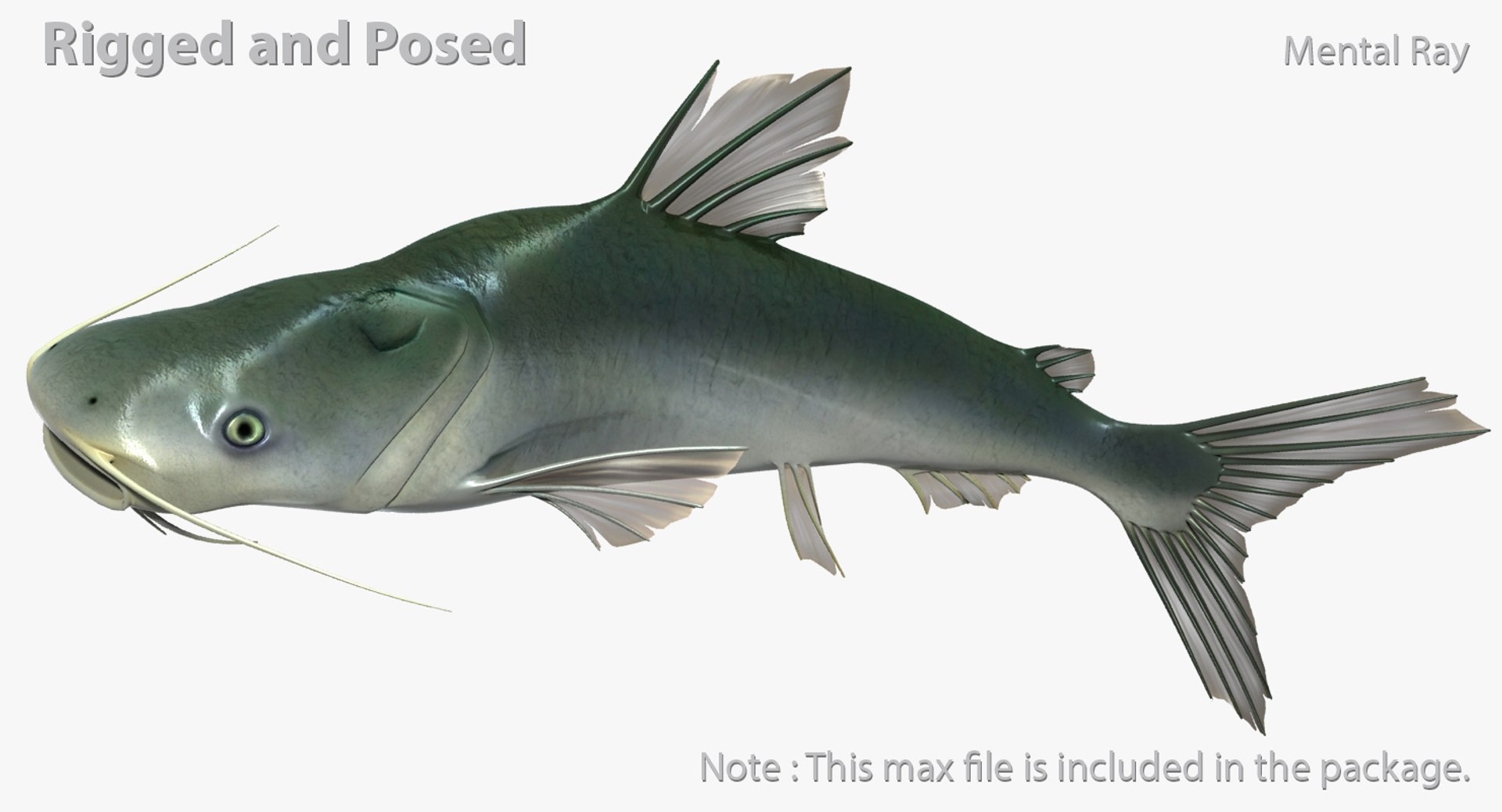 Sea catfish model - TurboSquid 1201099