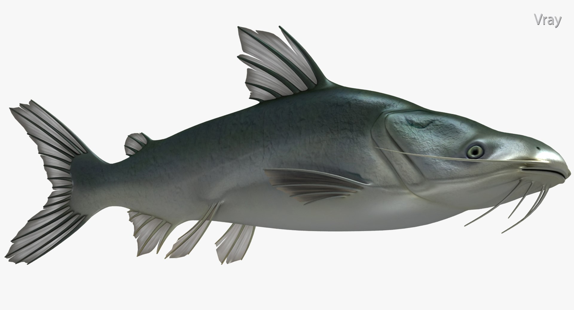 Sea catfish model - TurboSquid 1201099