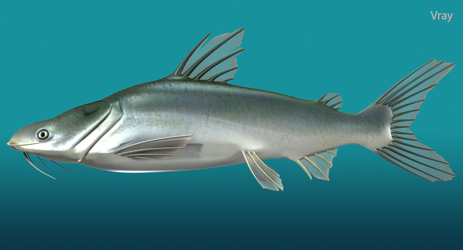 Sea catfish model - TurboSquid 1201099