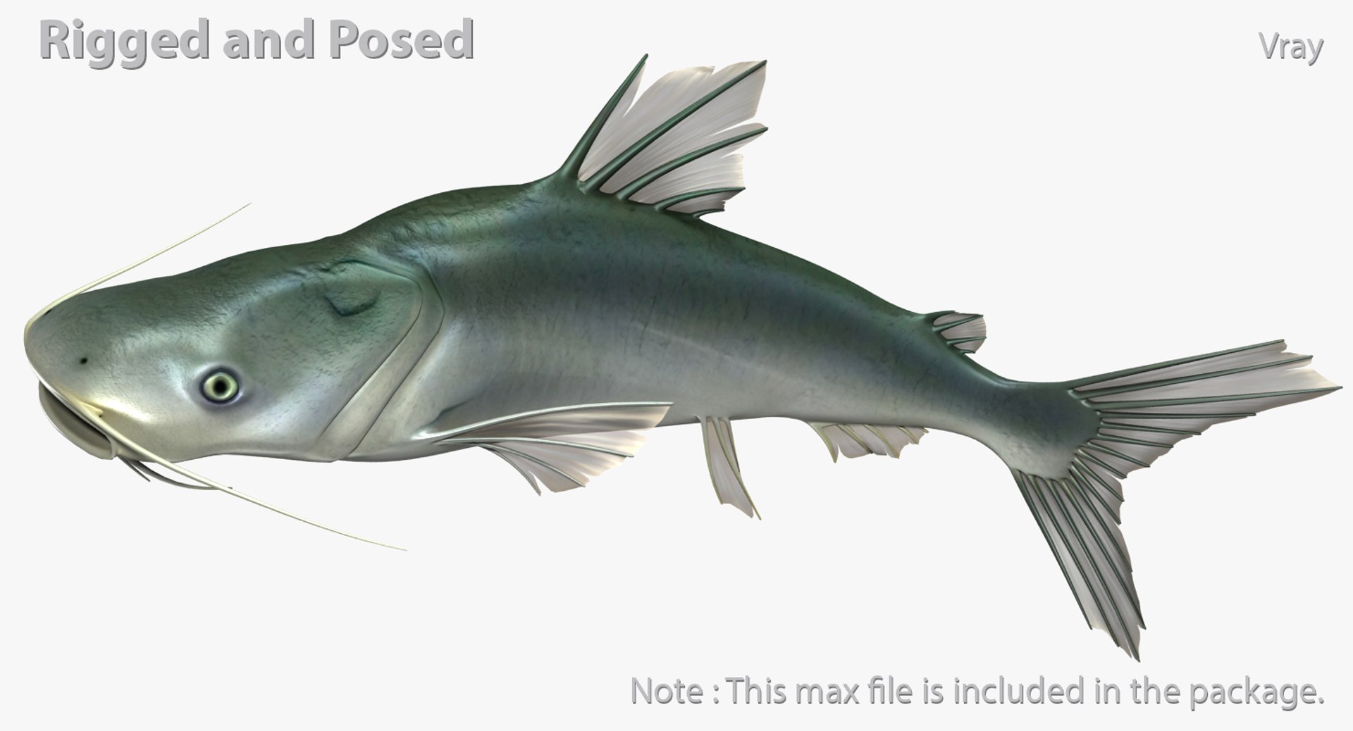 Sea catfish model - TurboSquid 1201099