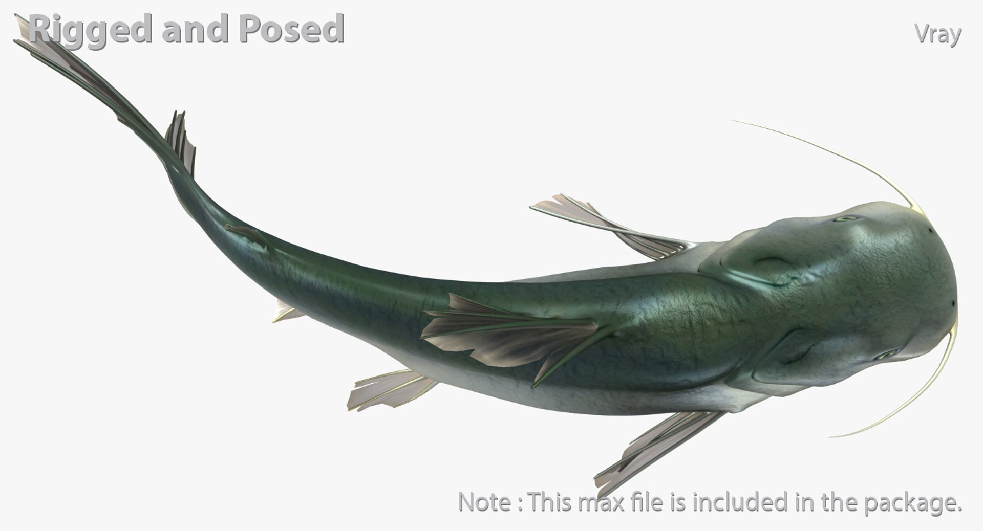 Sea catfish model - TurboSquid 1201099