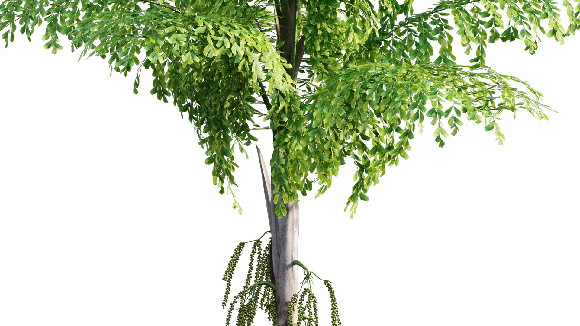 Caryota Gigas - Palm 01 Model - TurboSquid 1782503