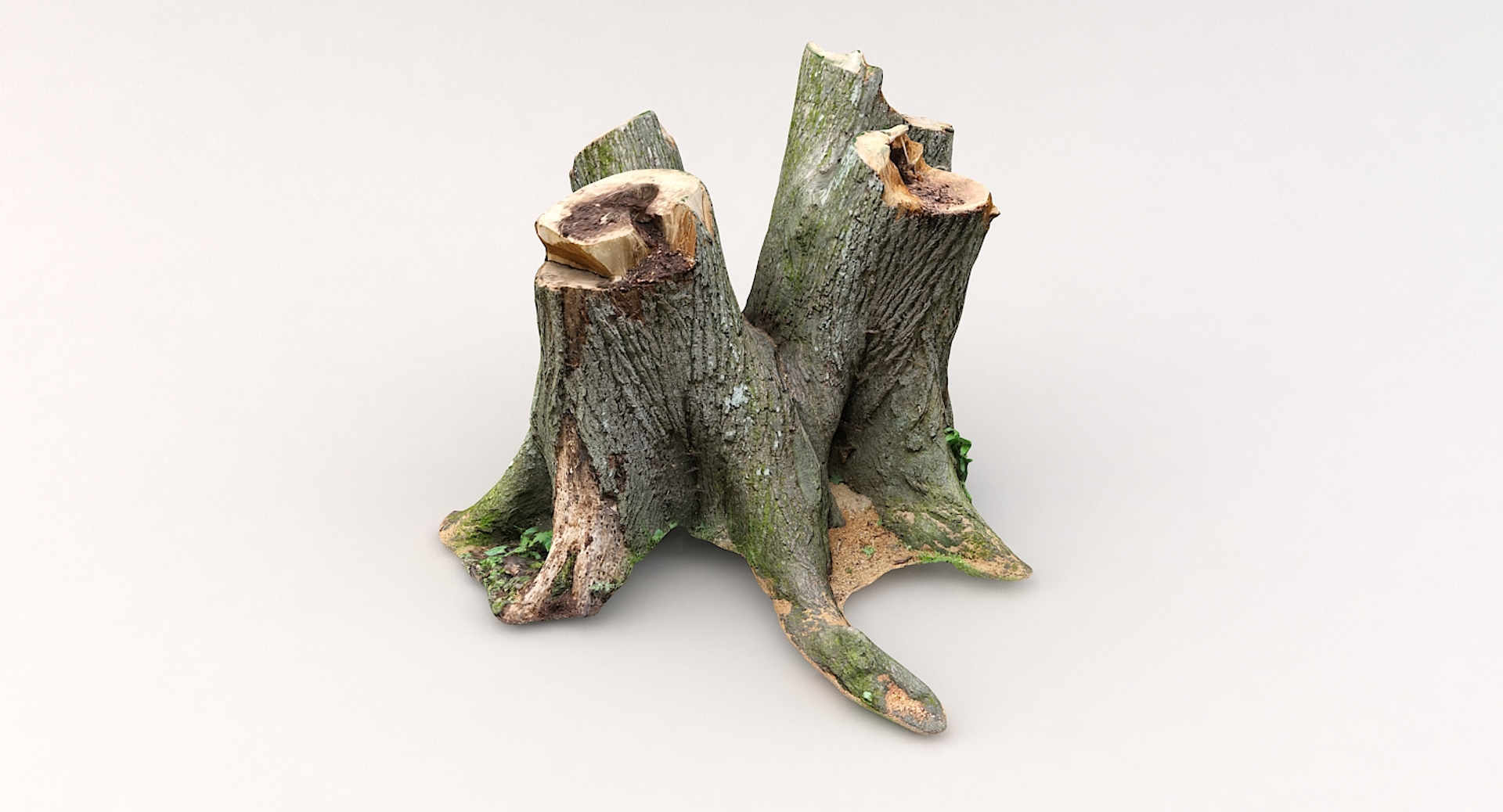 Scan Tree Stump 3D Model - TurboSquid 1409356