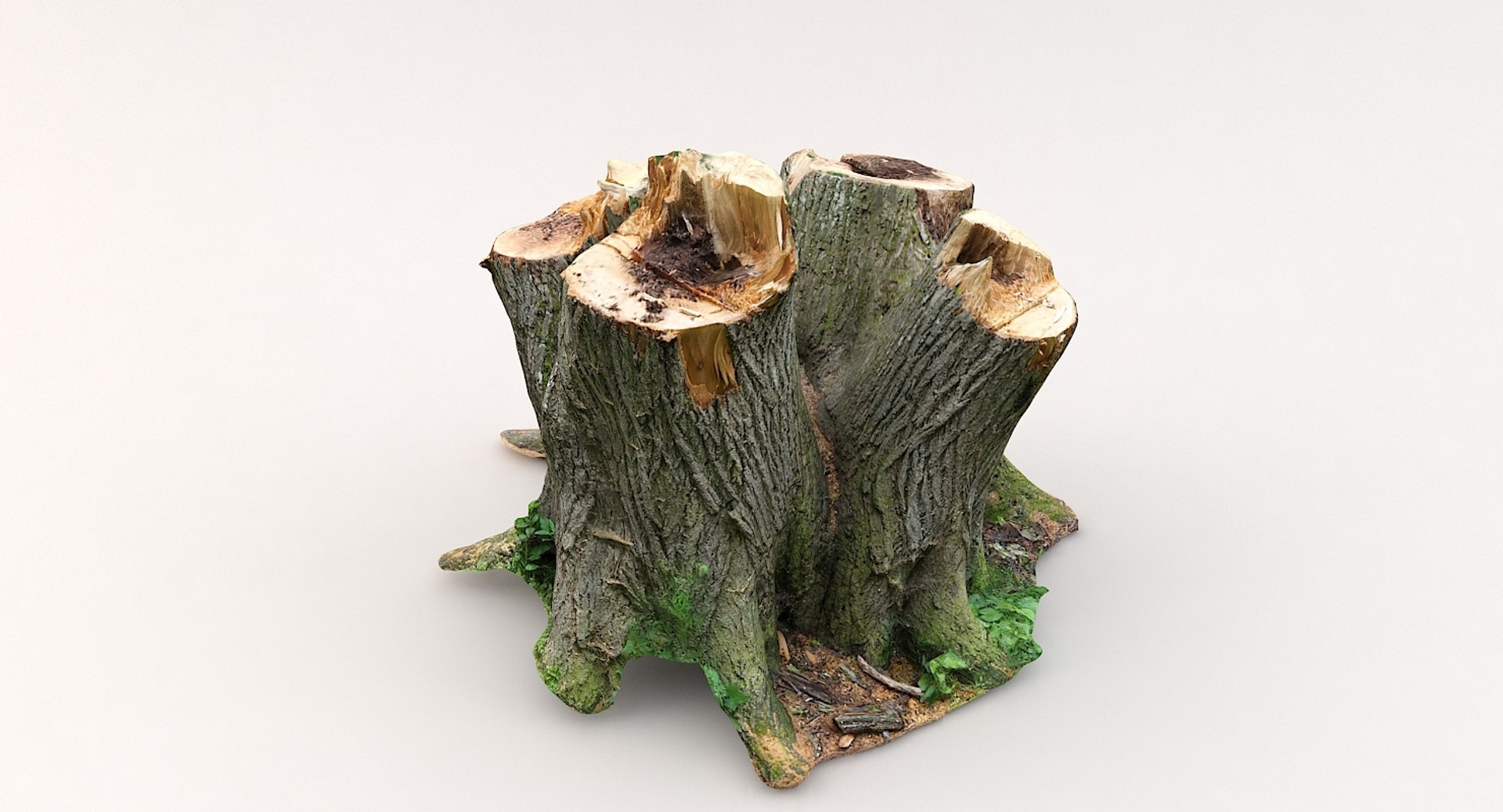 Scan Tree Stump 3D Model - TurboSquid 1409356