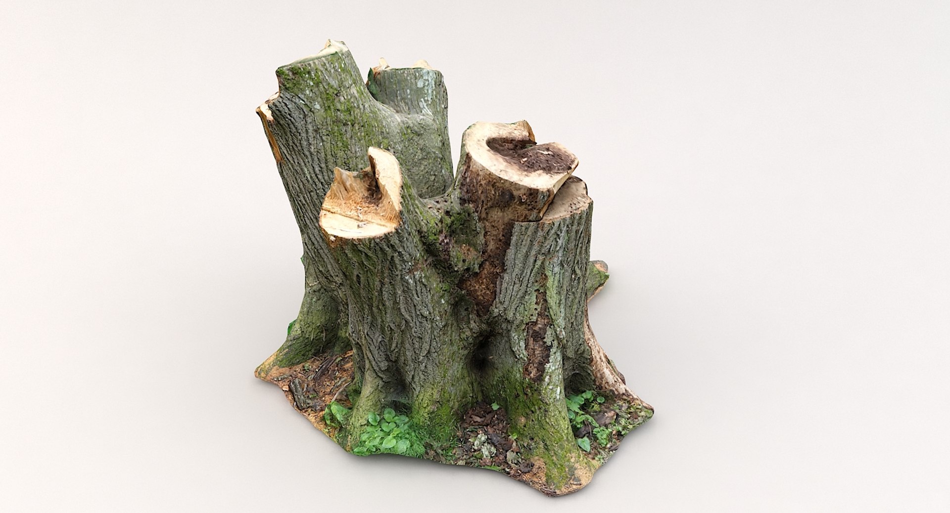 Scan Tree Stump 3D Model - TurboSquid 1409356