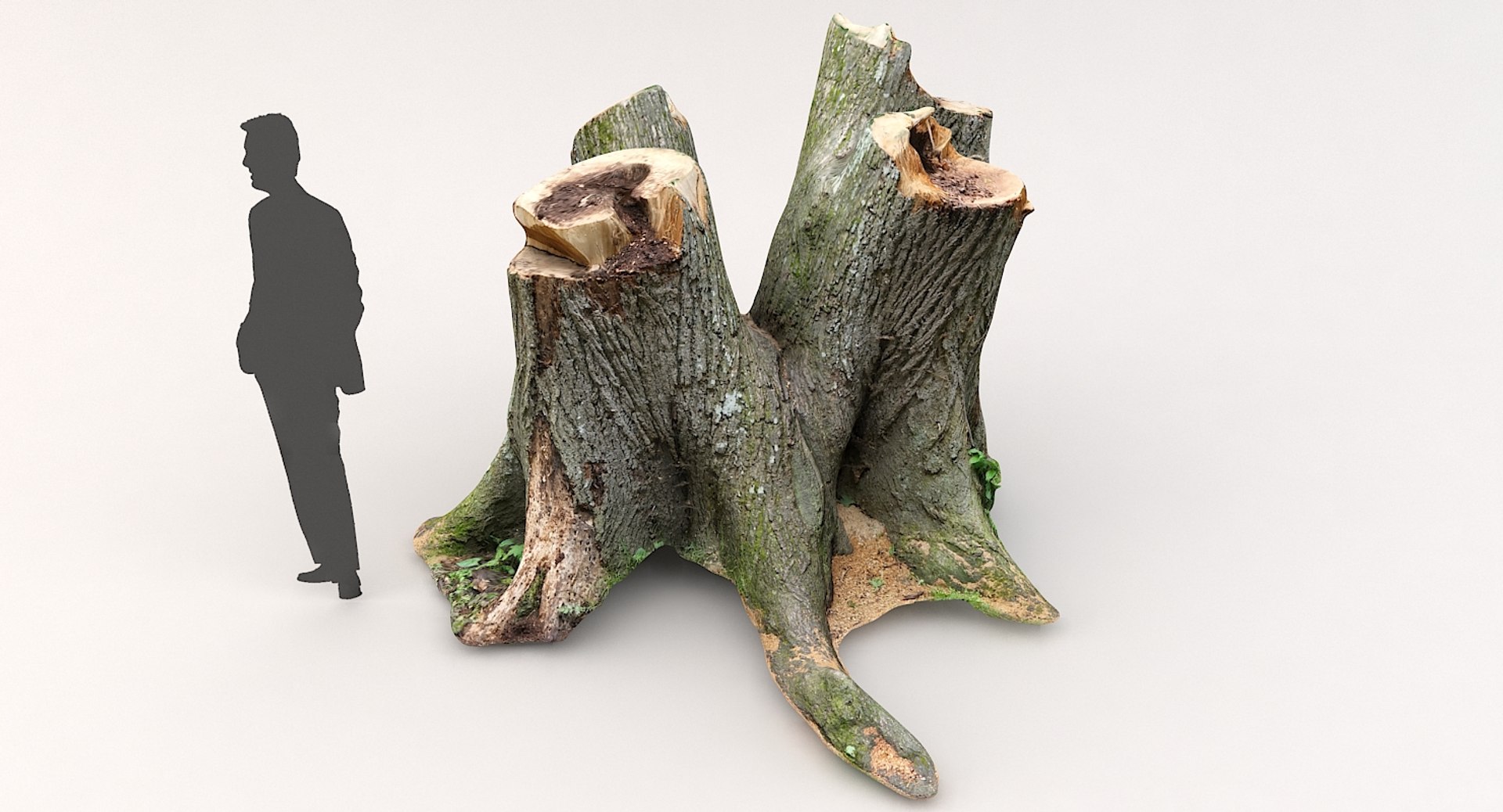 Scan Tree Stump 3D Model - TurboSquid 1409356