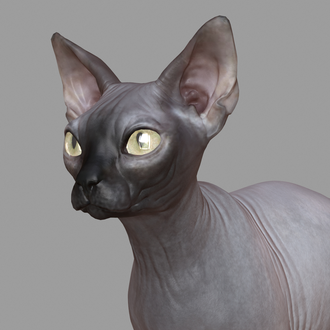 3d model of sphynx cat