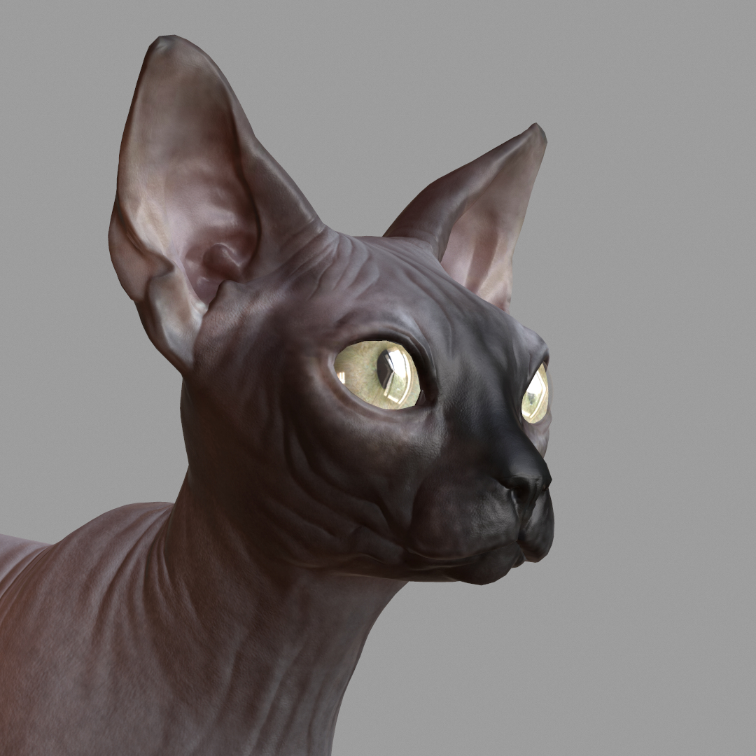 3d model of sphynx cat