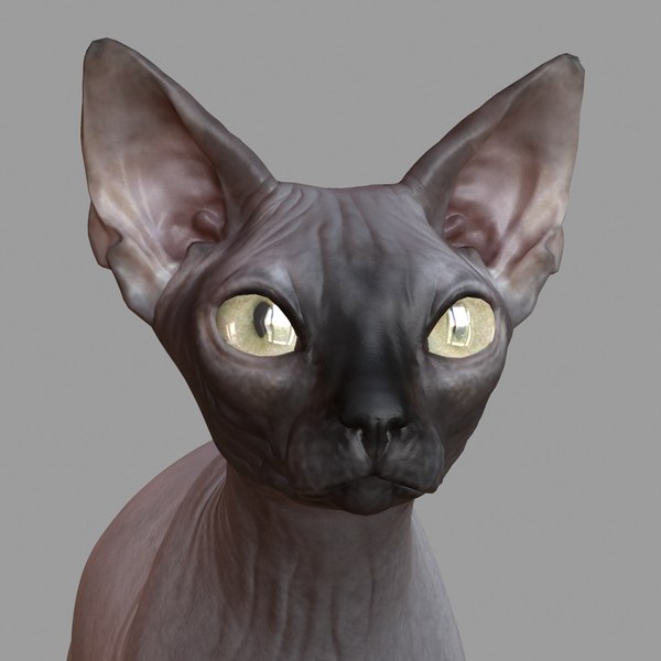 3d model of sphynx cat