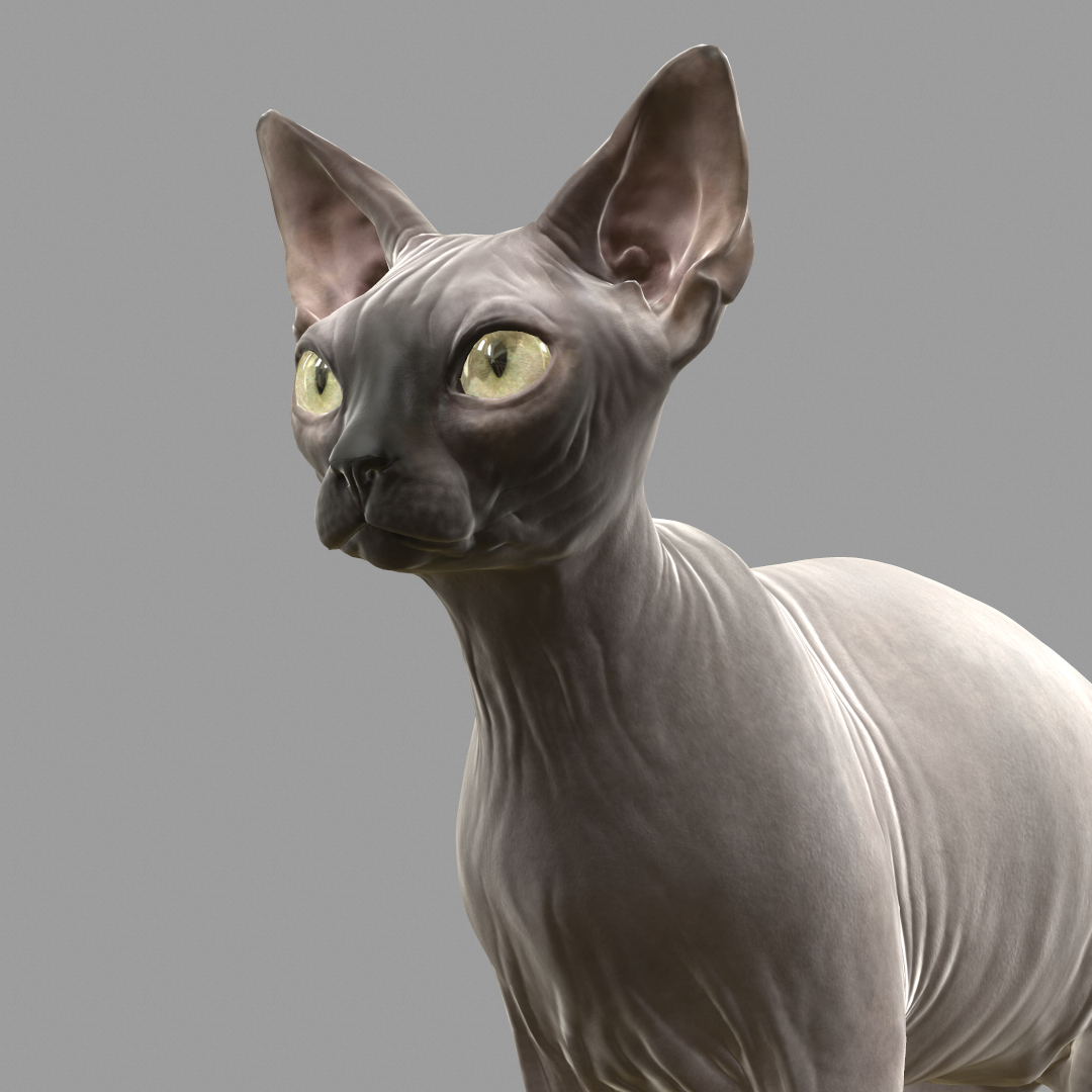 3d model of sphynx cat
