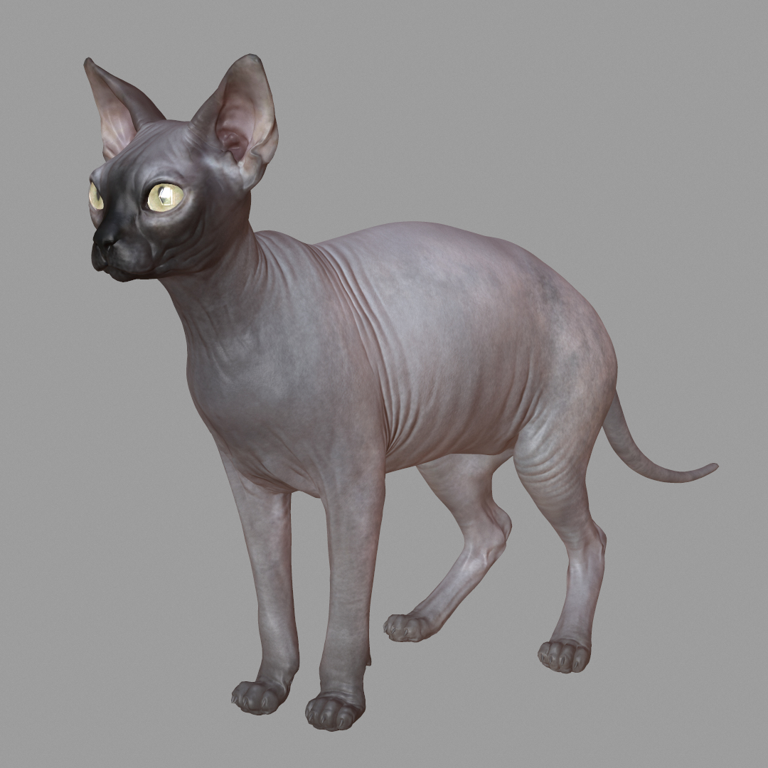 3d model of sphynx cat