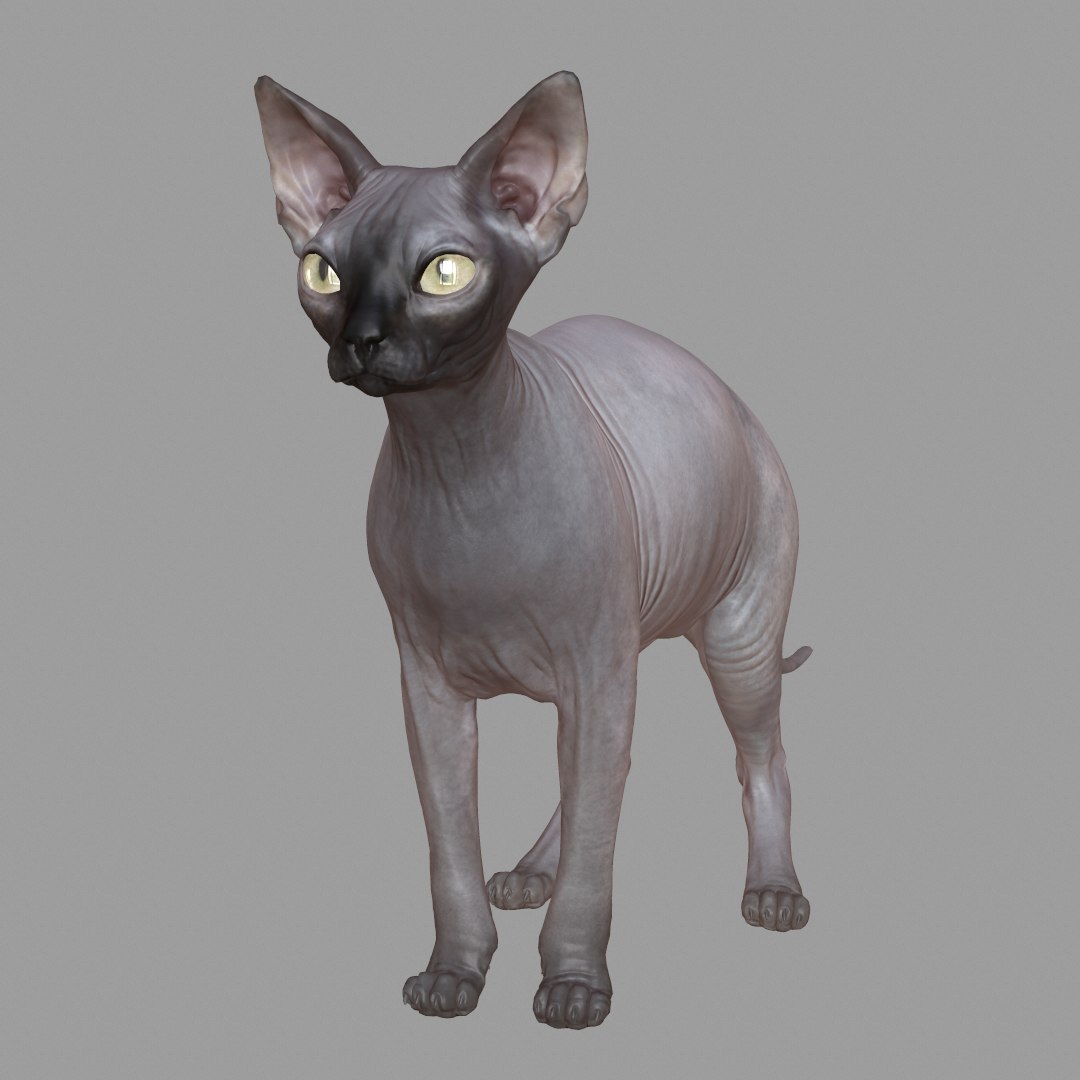 3d Model Of Sphynx Cat