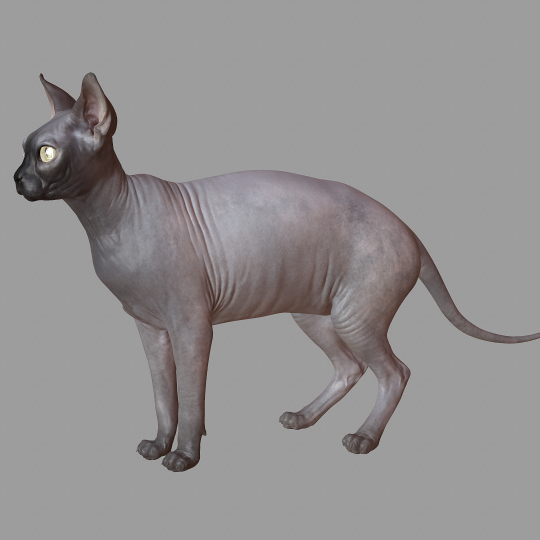 3d model of sphynx cat