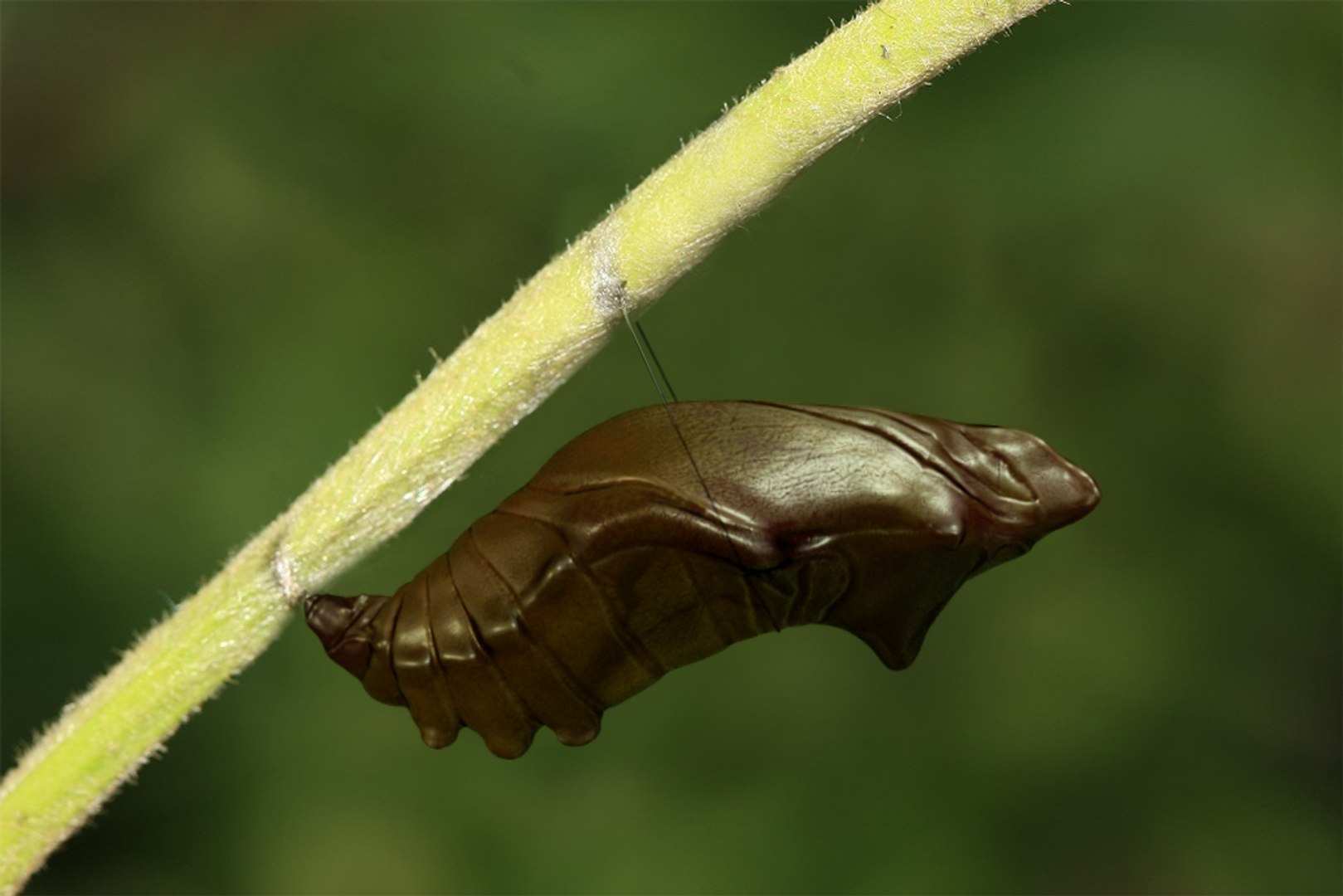 3D Model Chrysalis - TurboSquid 1323937