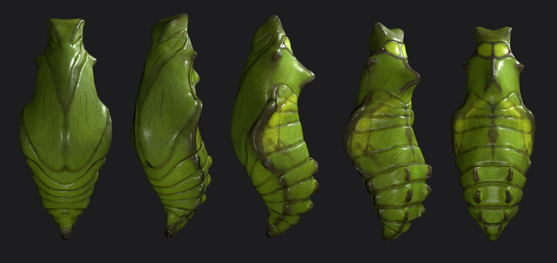 3D Model Chrysalis - TurboSquid 1323937