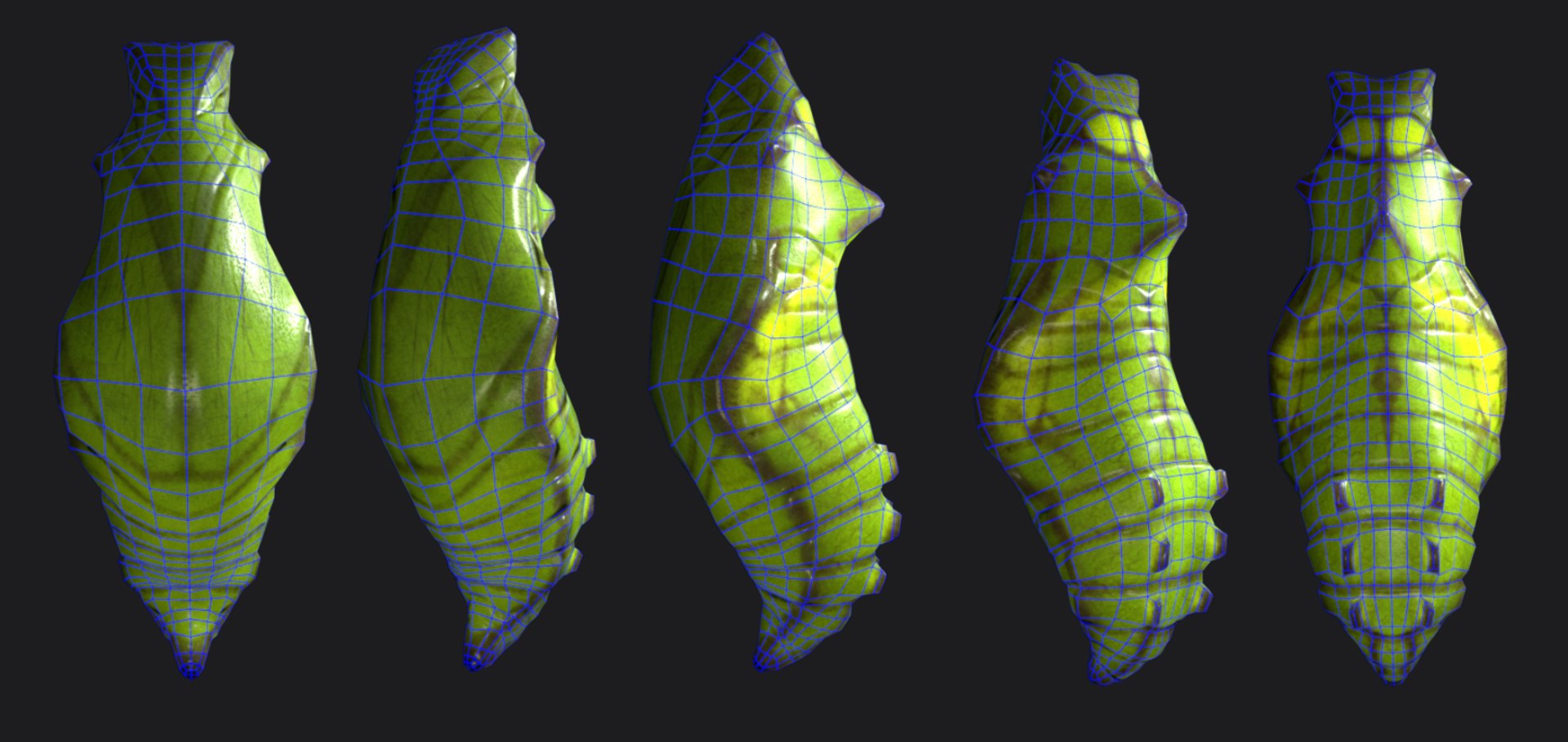 3D Model Chrysalis - TurboSquid 1323937
