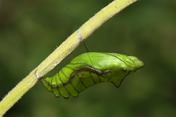 Cocoon 3D Models for Download | TurboSquid