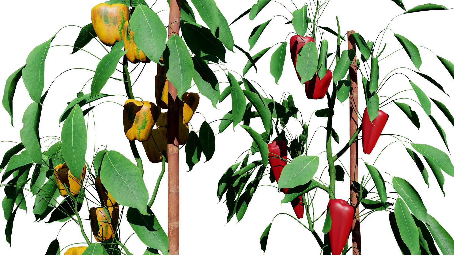 Capsicum Plant 3D Model Model - TurboSquid 2297455