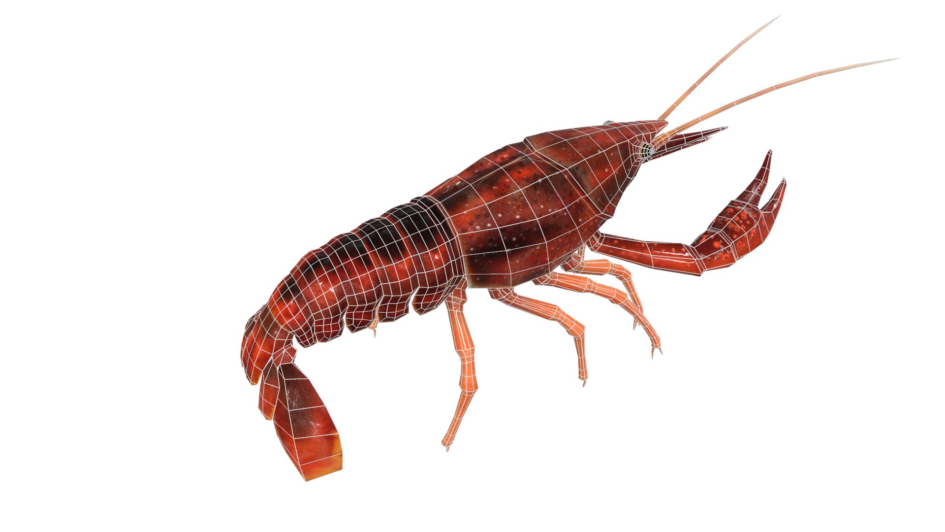 American Crayfish 3D - TurboSquid 1469087
