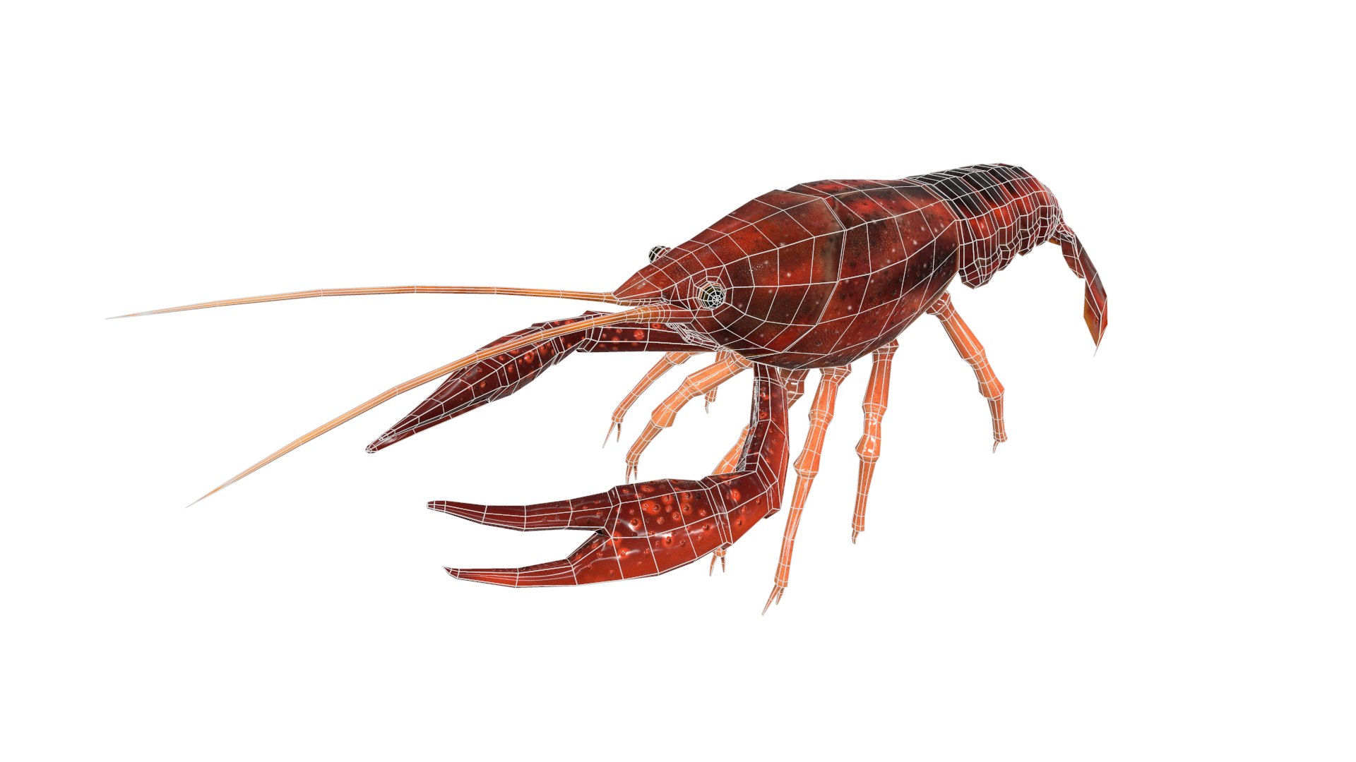 American Crayfish 3D - TurboSquid 1469087