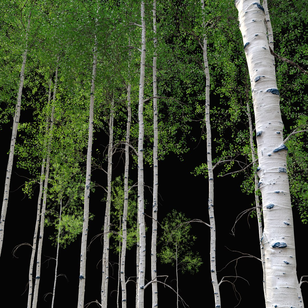 3D Aspen trees01 - TurboSquid 1929130