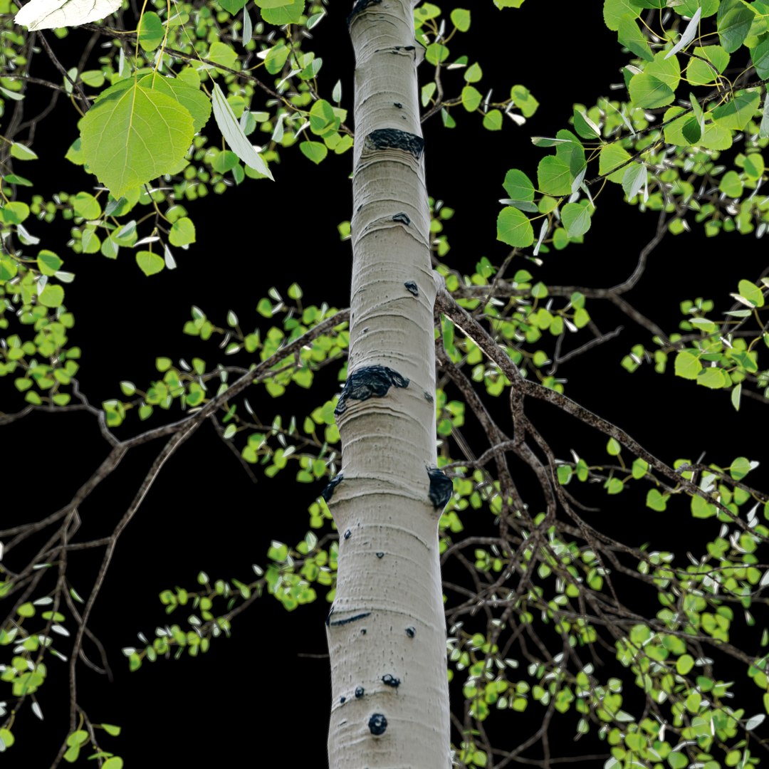 3D Aspen trees01 - TurboSquid 1929130