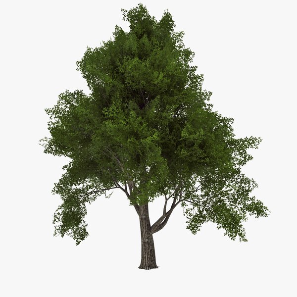 Deciduous Tree 3D Models for Download | TurboSquid