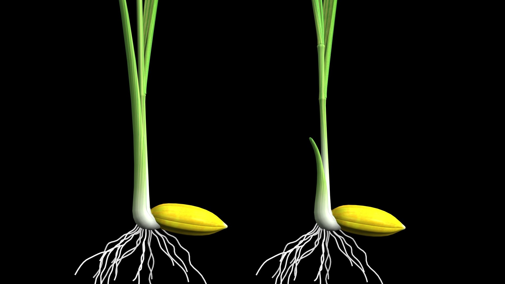 3D Oryza Sativa Asian Model - TurboSquid 1696260