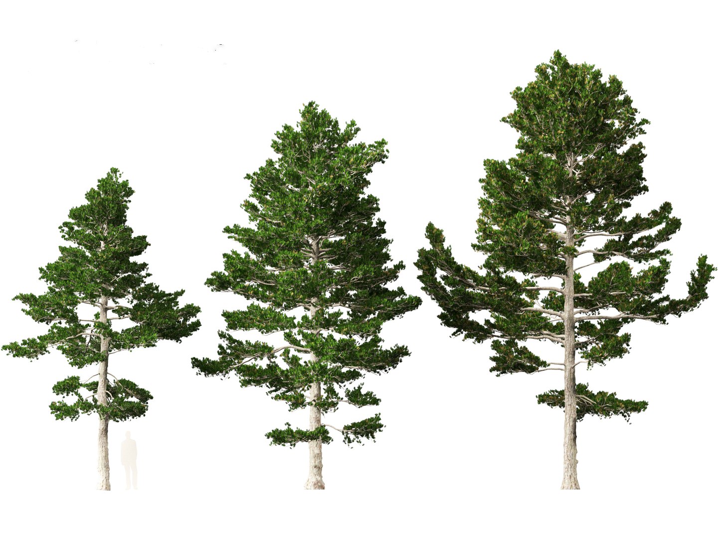 3D Pinus Strobus - Eastern White Pine - TurboSquid 2131269
