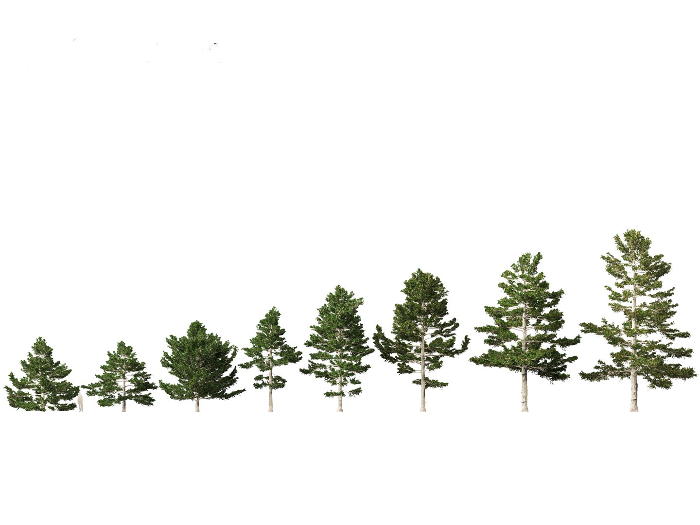 3D Pinus Strobus - Eastern White Pine - TurboSquid 2131269