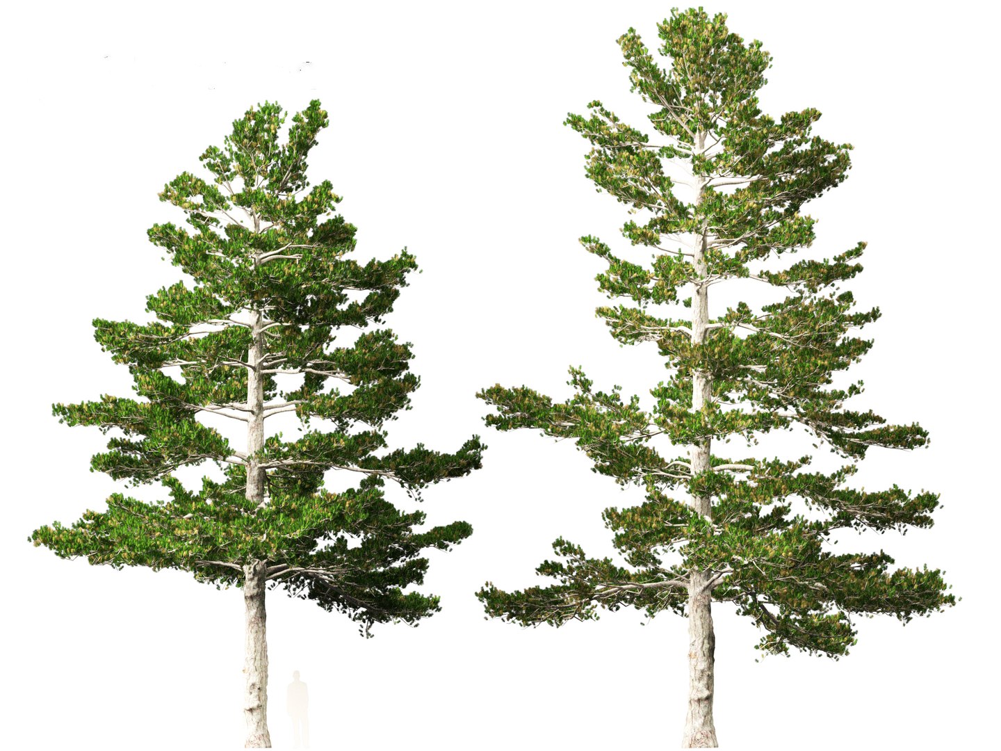 3D Pinus Strobus - Eastern White Pine - TurboSquid 2131269