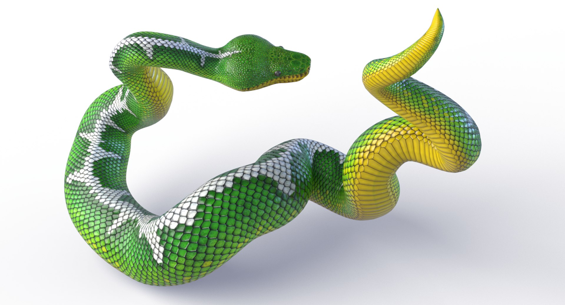 3D emerald tree boa reptile - TurboSquid 1392838