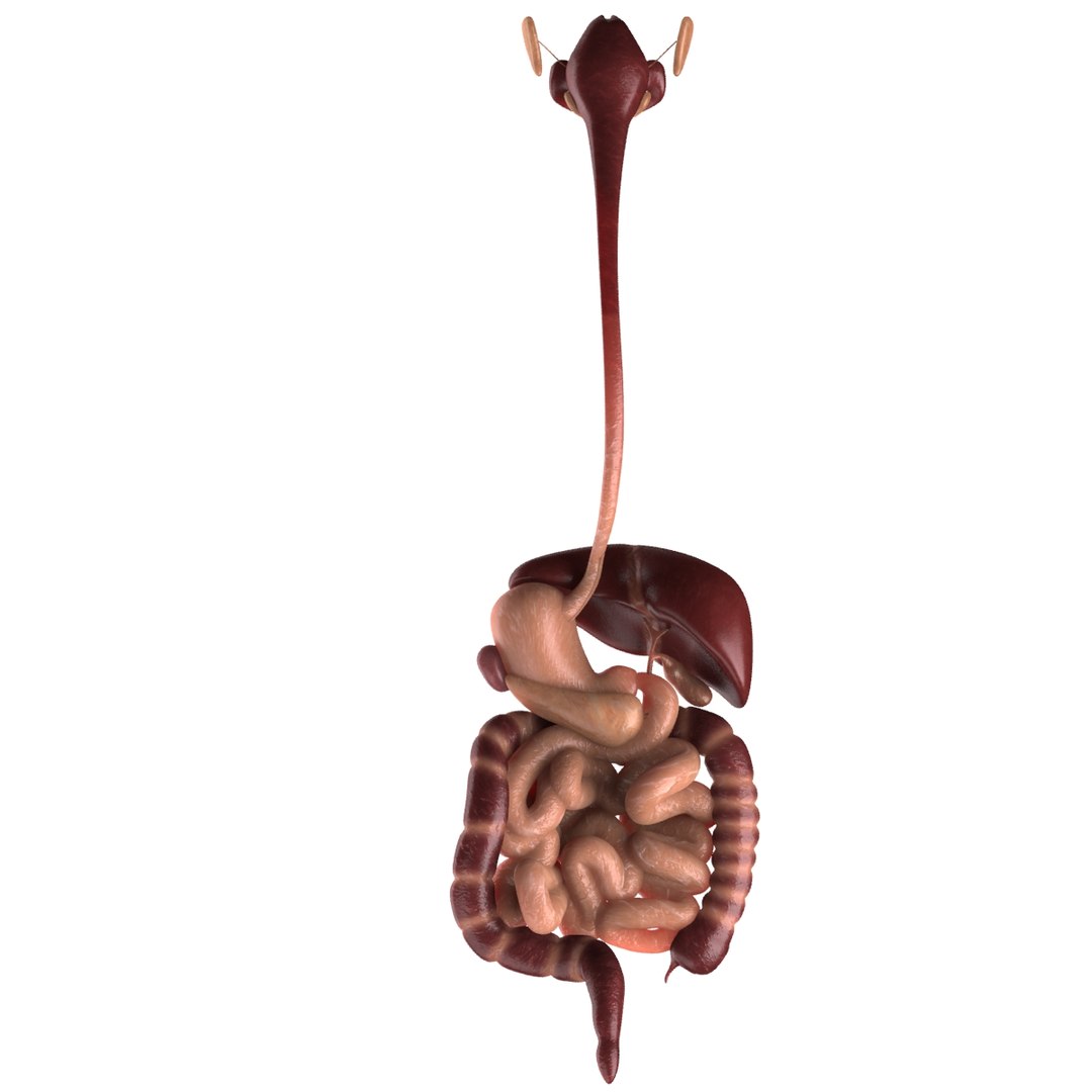 Human Digestive 3d Model
